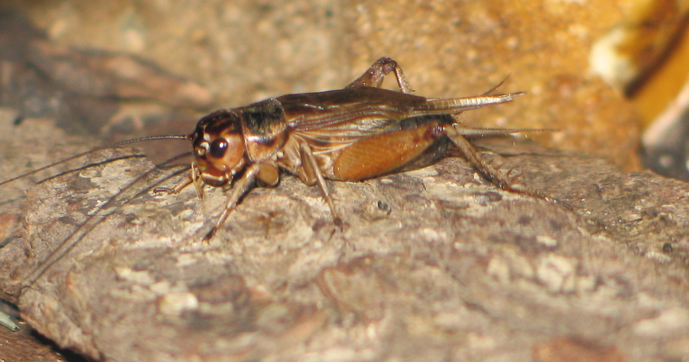 Insetti da Mangiare: Come allevare i grilli