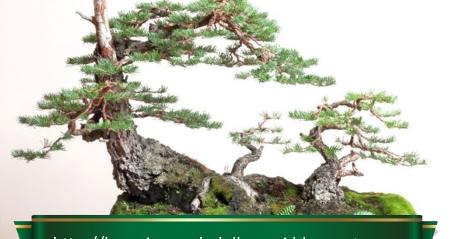 Fir bonsai are rare and should only be considered suitable for the most ...