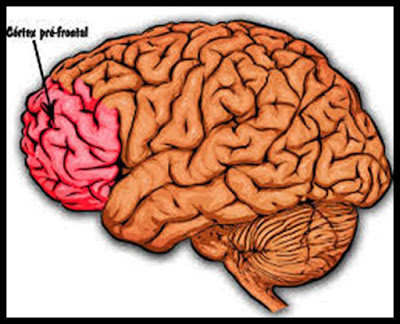 Elessandro De Almeida: O Cortex Pré Frontal o Sentido Da Vida