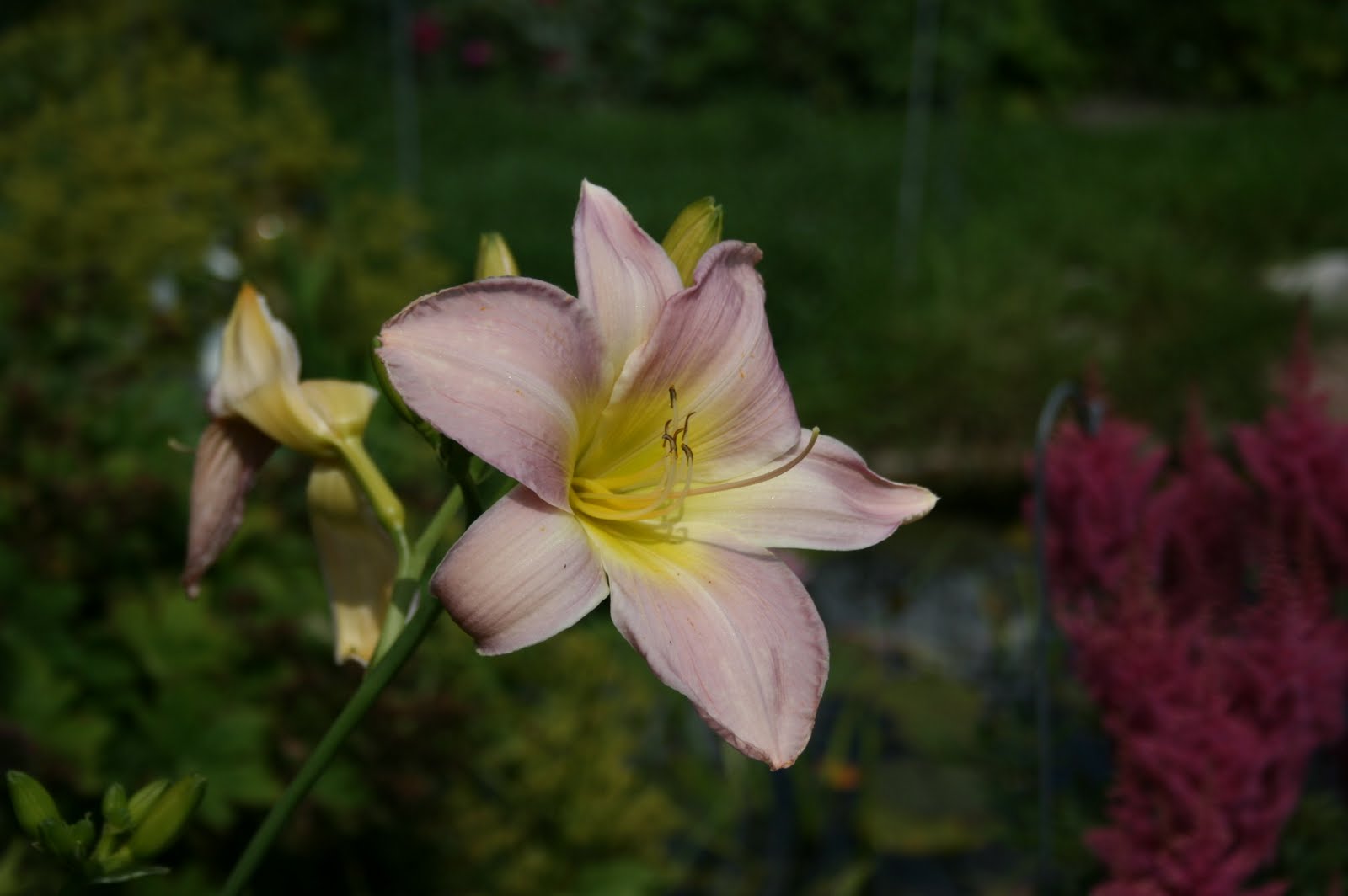 Hanne i haven: Flere dagliljer og marmelukærmebuske.