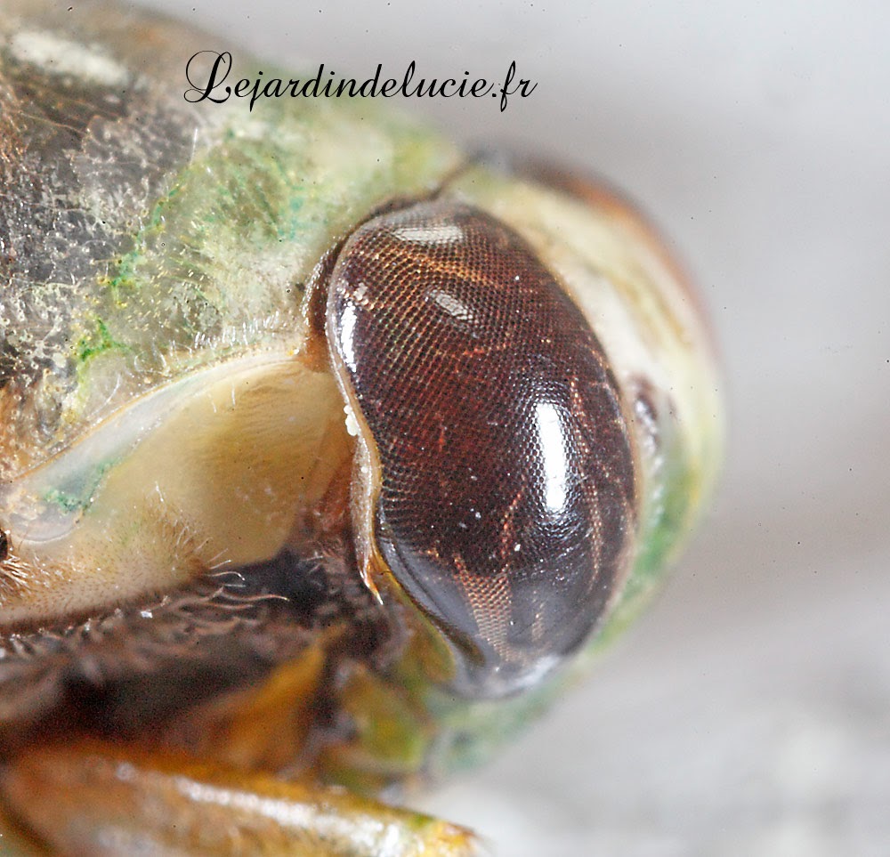 Notonecta maculata, une punaise aquatique