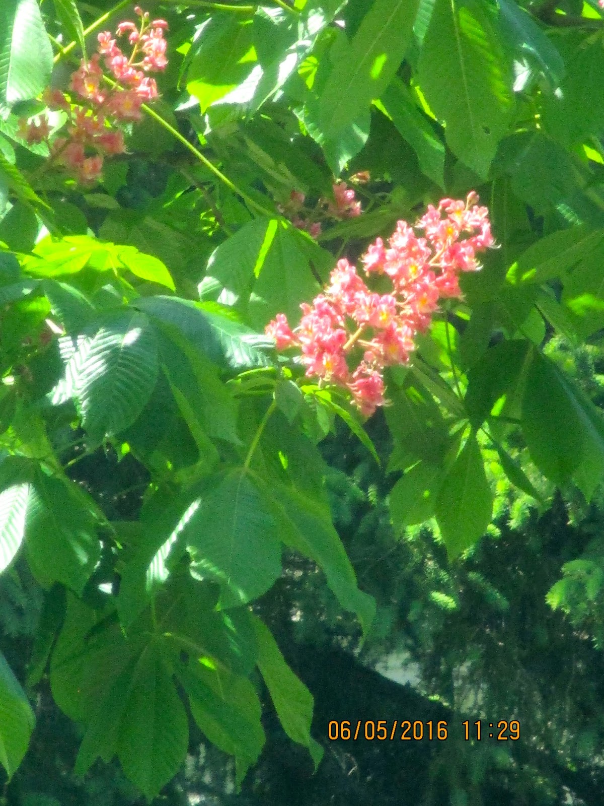 Art's Bayfield Almanac: FORT MCNAIR HYBRID BUCKEYES ARE BLOOMING