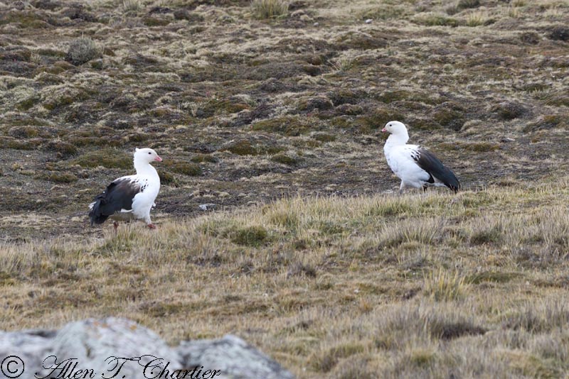 Michigan Hummingbird Guy: Peru Birding Trip Day 13 - July 20, 2018