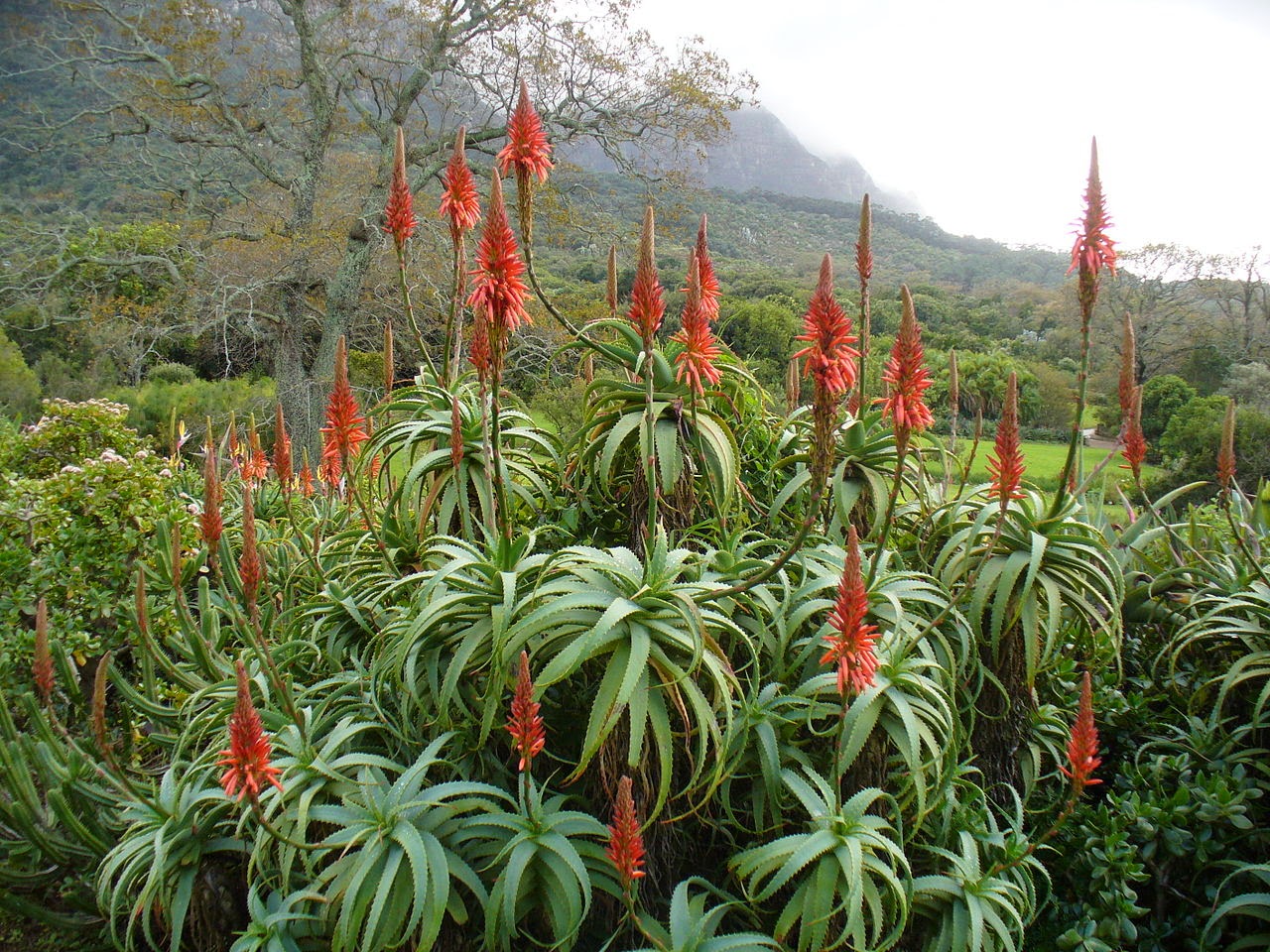 Babosa (Aloe arborensis e a Aloe barbadensis Miller)
