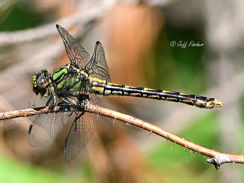 Minnesota Dragonfly Society