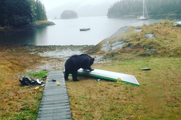 Thunderbolt Electronics' Blog: Black Bear Gnaws on Delta 15s Seakayak ...