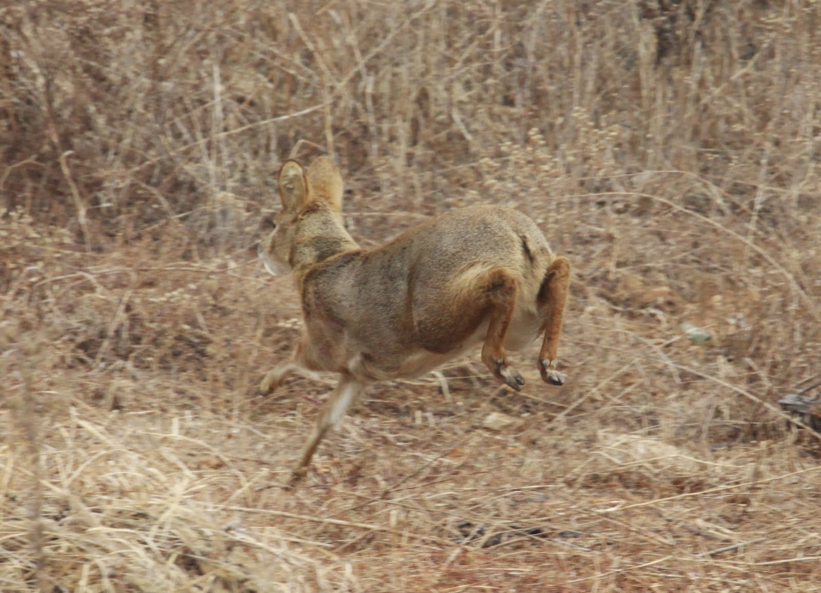The Bagsy Blog: Mud, Mud Glorious Mud - Flanders & Swann