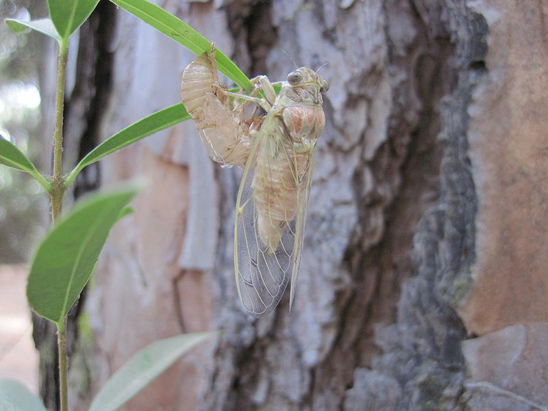 Rumore di fusa: Il canto dell'estate: le cicale