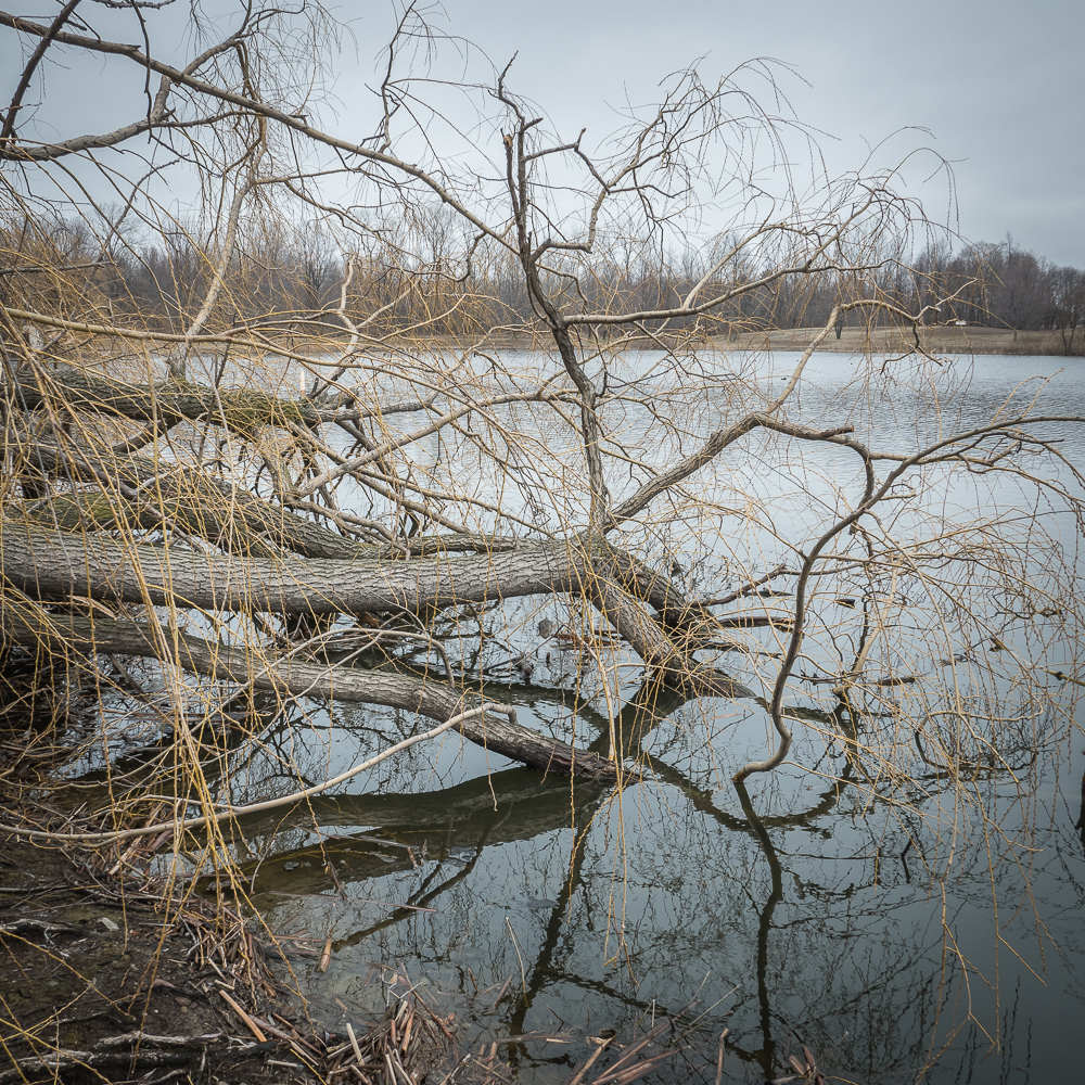 A Second Look: Downed trees
