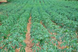 How to plant Plant Cassava