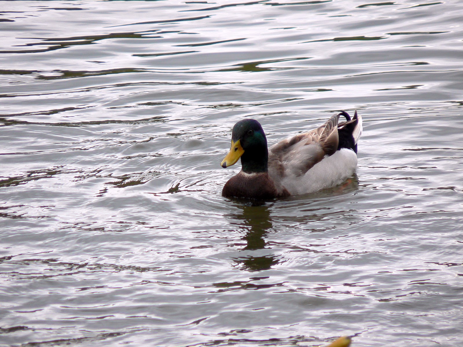 Observando la vida.: Una de patos.