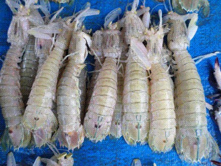 Jual Udang Lipan / Ronggeng
