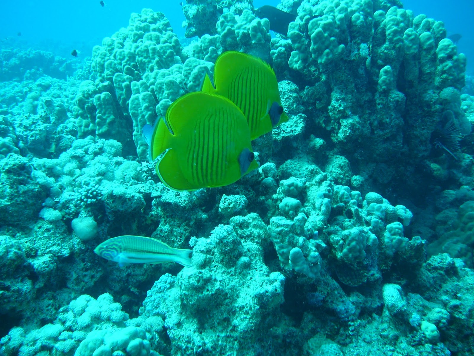 Grădină şi călătorii: Fotografii subacvatice