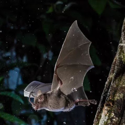 Amazon Bats