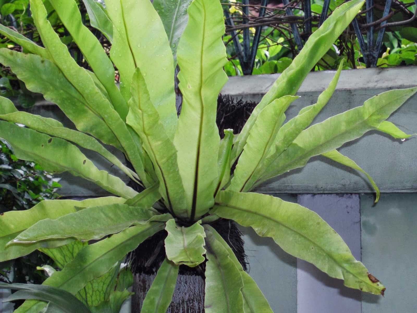 12+ Tanaman Hias Daun Kadaka