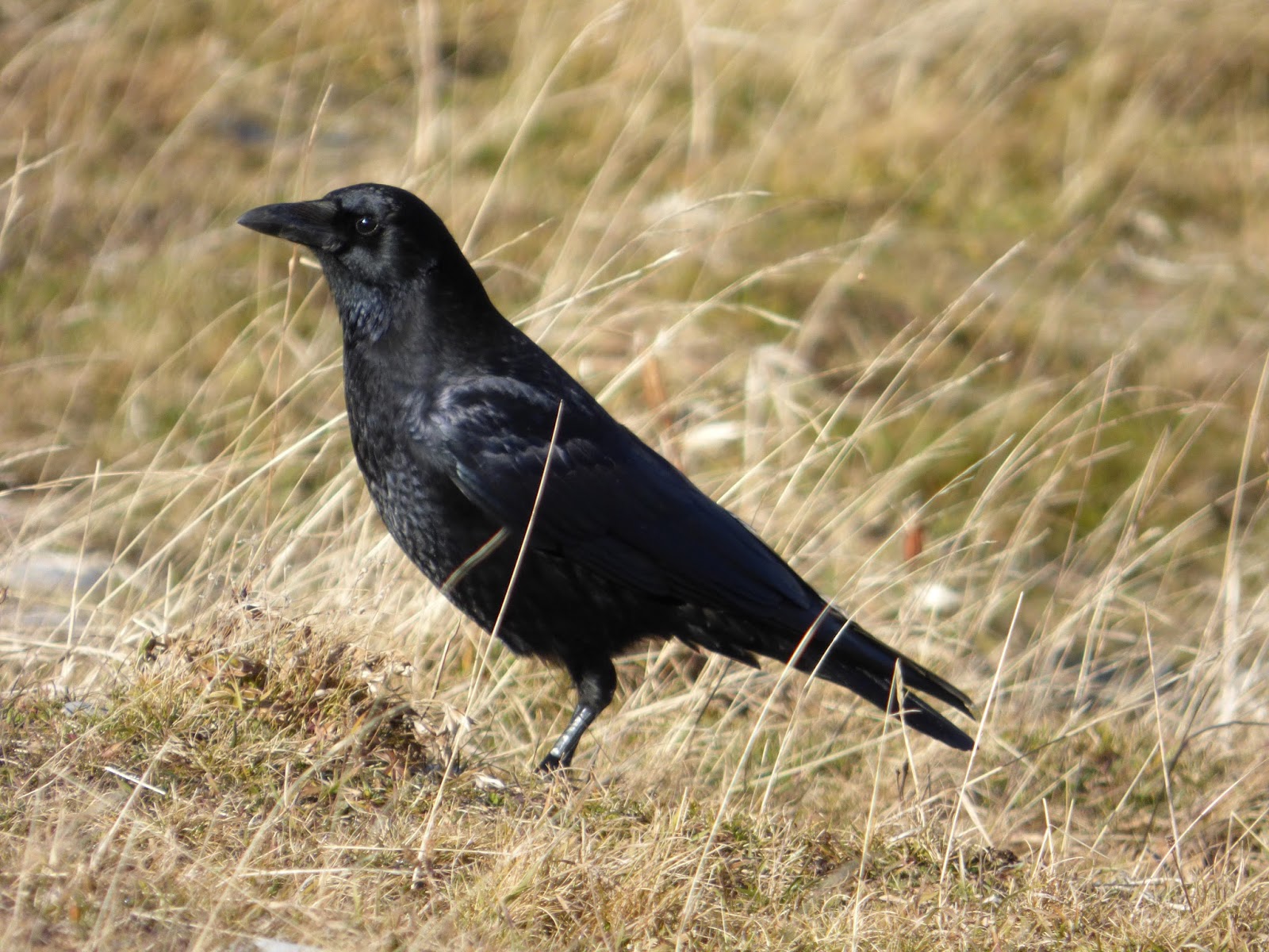 Blog de ornitología y observaciones en la naturaleza: Corneja negra ...
