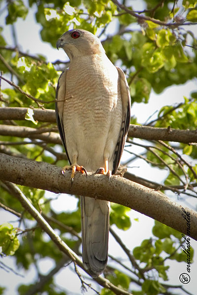 The Jungle Store: Meet the Shikra