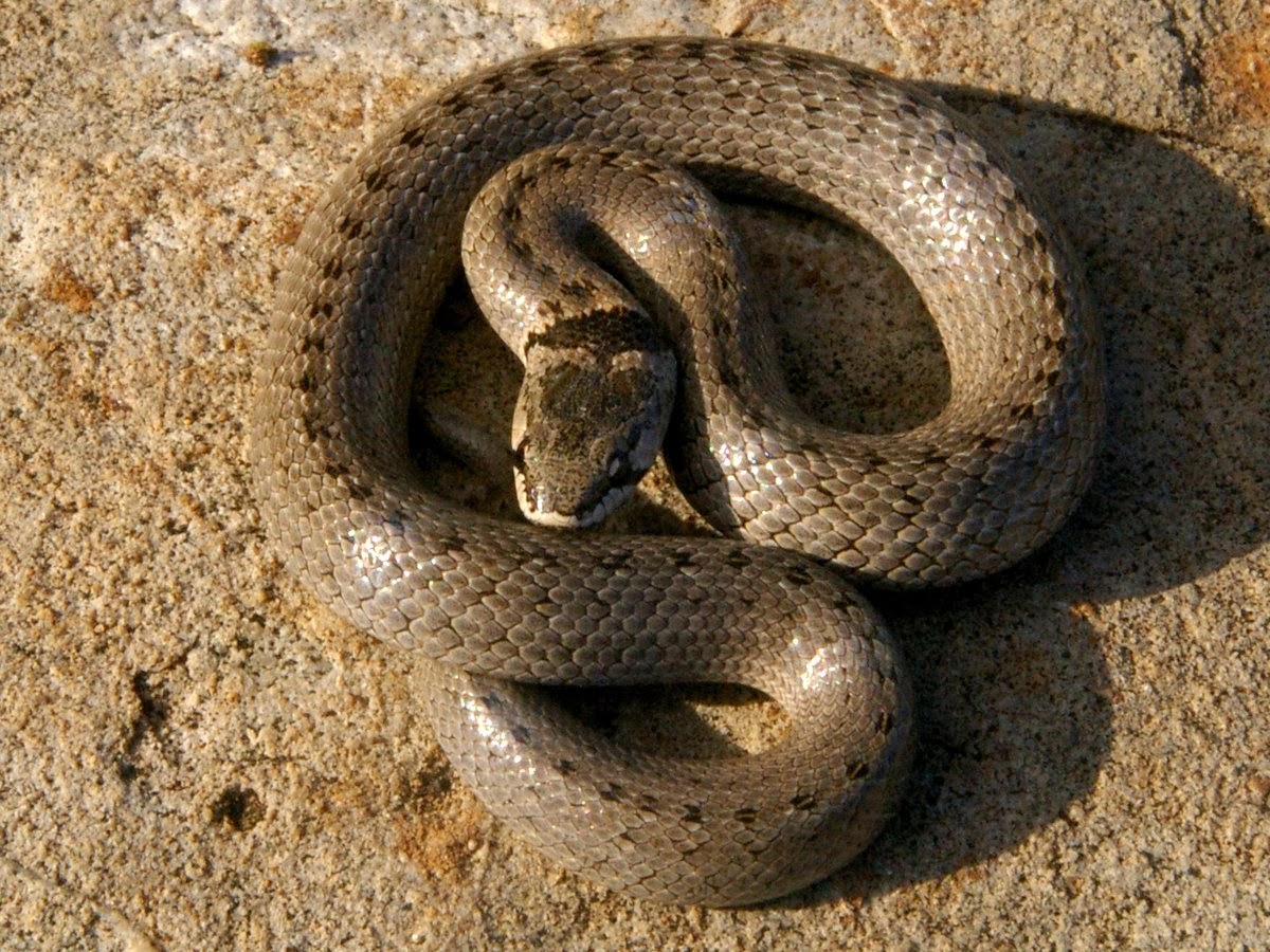 Entorno a Jerez: A la búsqueda del “alicante”.Tras las huellas de un ...