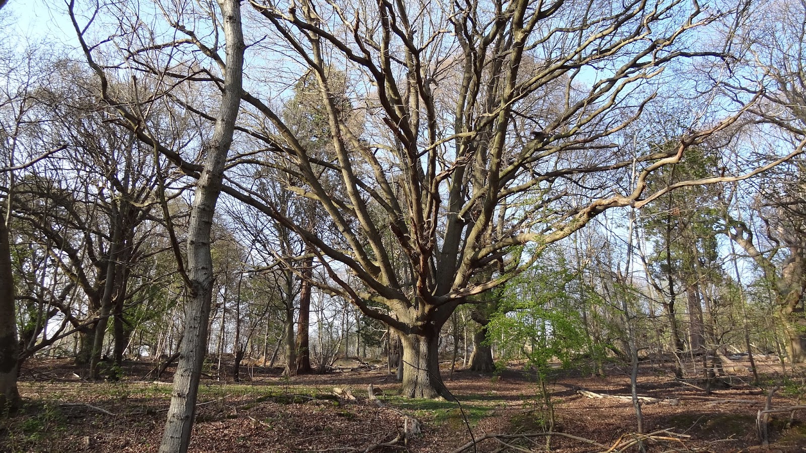 Jake of Winter Hill Adventures: Kent ,Hothfield Common
