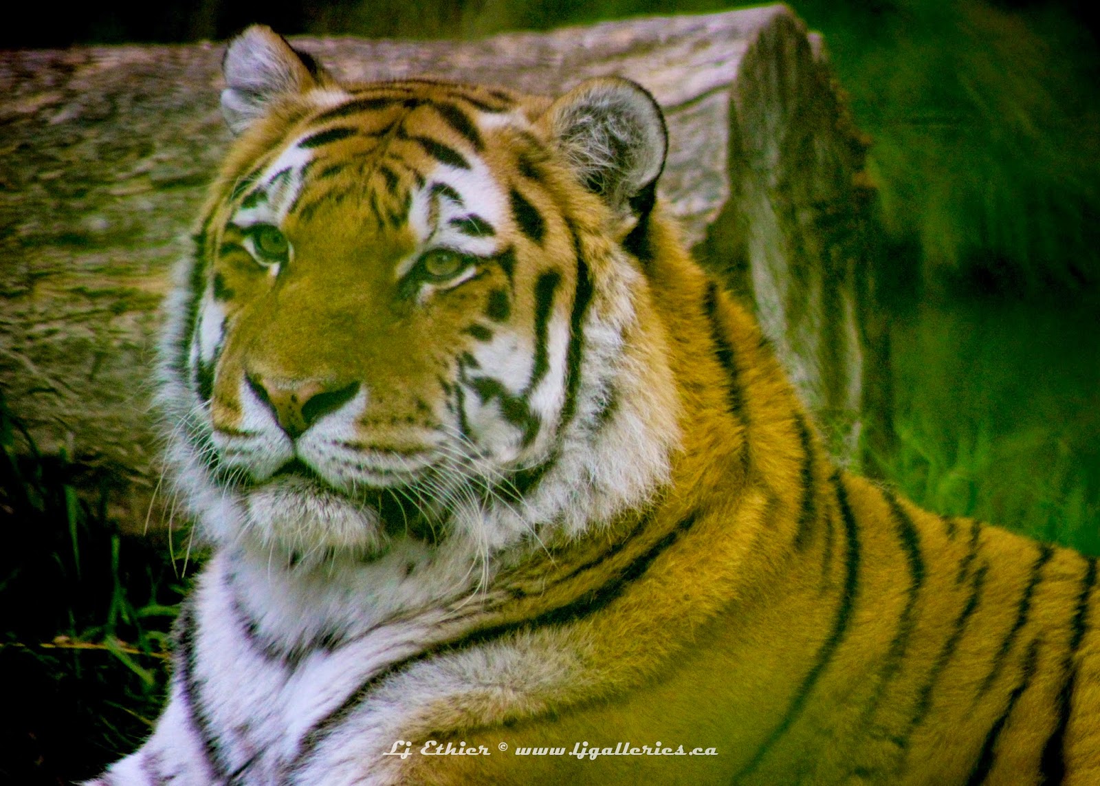 xFrame: Photogenic Tiger