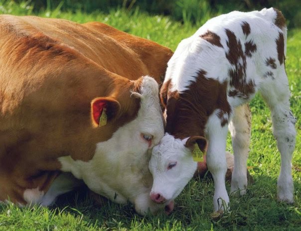 Binatang Yang Halal Untuk Dimakan Dalam Islam - Tempat Sharing Ilmu
