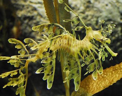 Animals Unique: Sea Dragon Unique