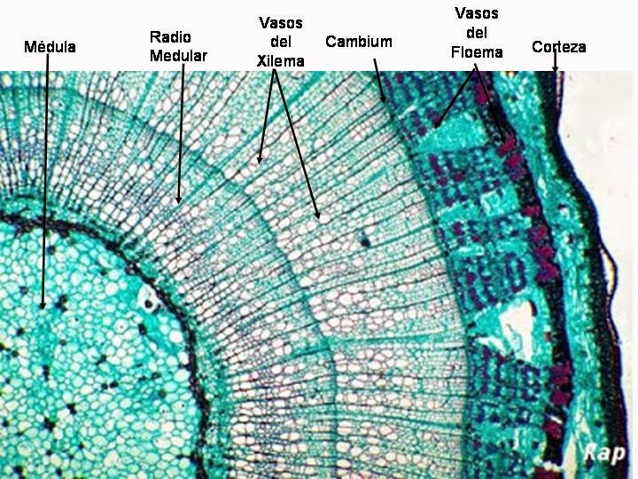 Hablemos de....: Tallo: Función, estructura y adaptaciones al medio