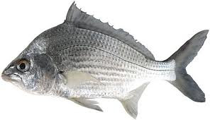 Peixe Carapeba | Pescadores da Pedra do Pontal, Recreio e Barra da ...