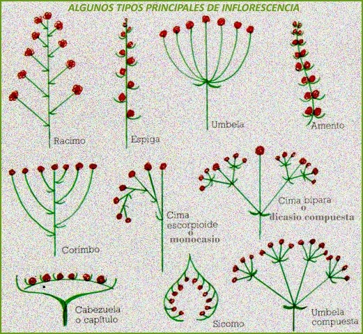 El aprendiz de jardinero: Introducción a las plantas. ¿Big Bang, el ...