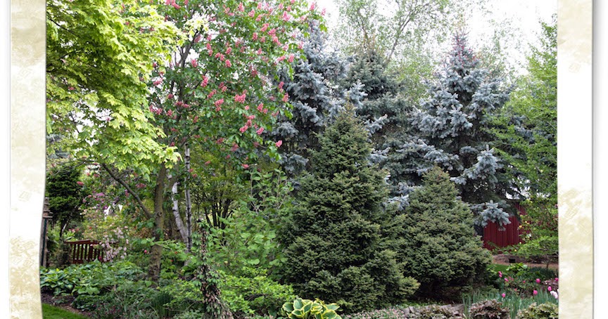 Conrad Art Glass & Gardens: Conifers at Oak Lawn (Post 5)... picking ...