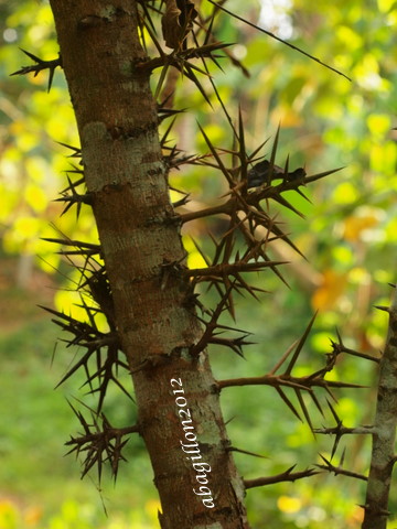 Andrea's Plants, Photos and Travels: Nature's Art - what are they for!