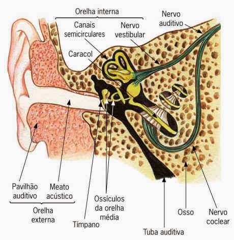 Ciências - 9º Ano: Mecanismo da audição