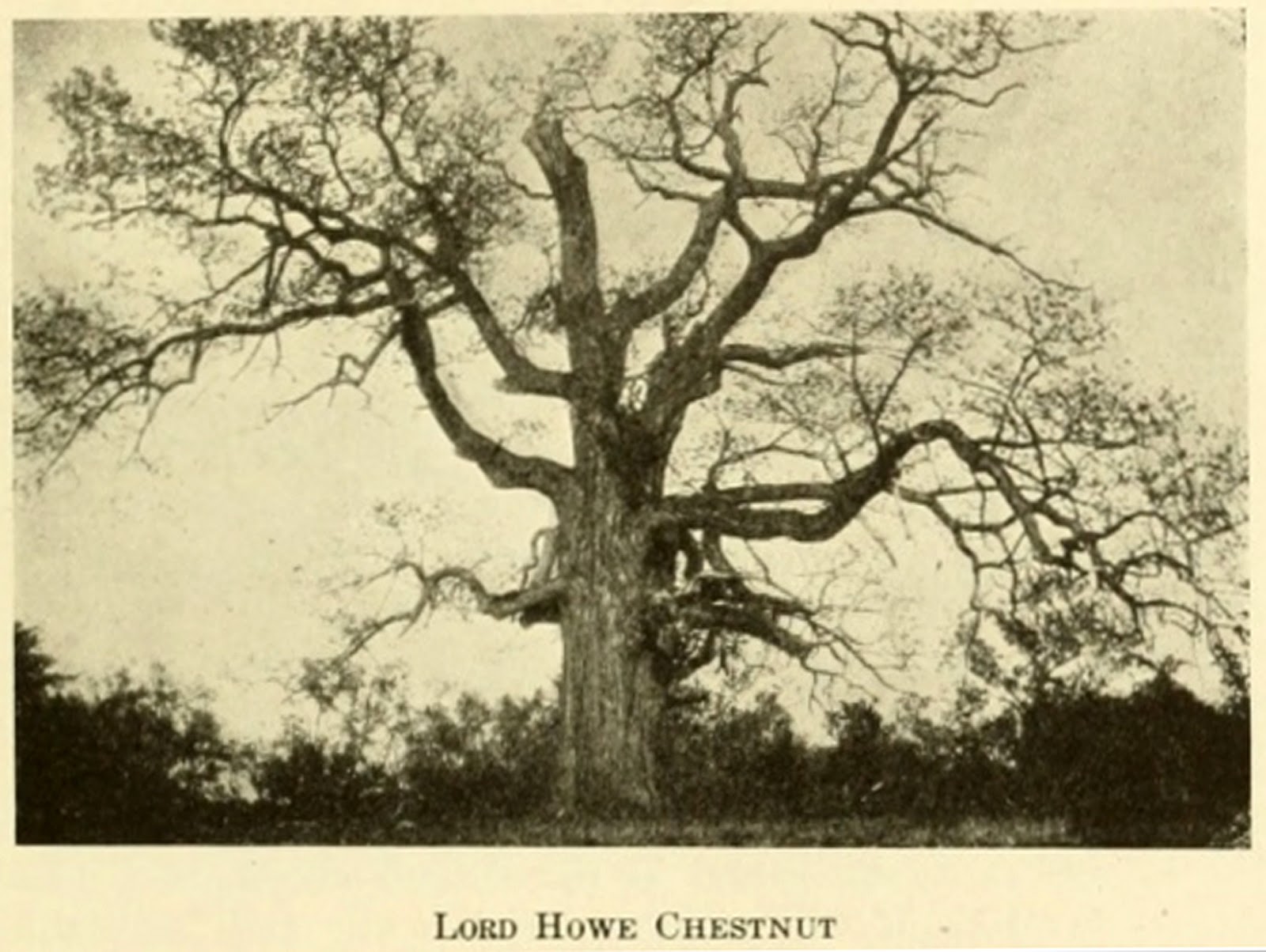 Historic Pelham: The 600-Year Old "Lord Howe Chestnut" Tree that Once ...