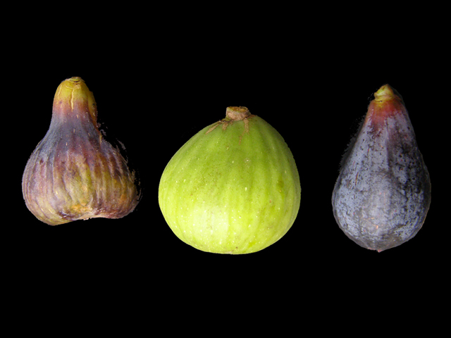 Figo Preto Fig - Var Tin