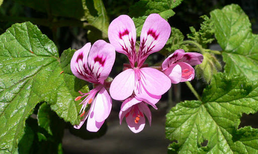 Flower shop: Bunga-bunga yang kami tawarkan