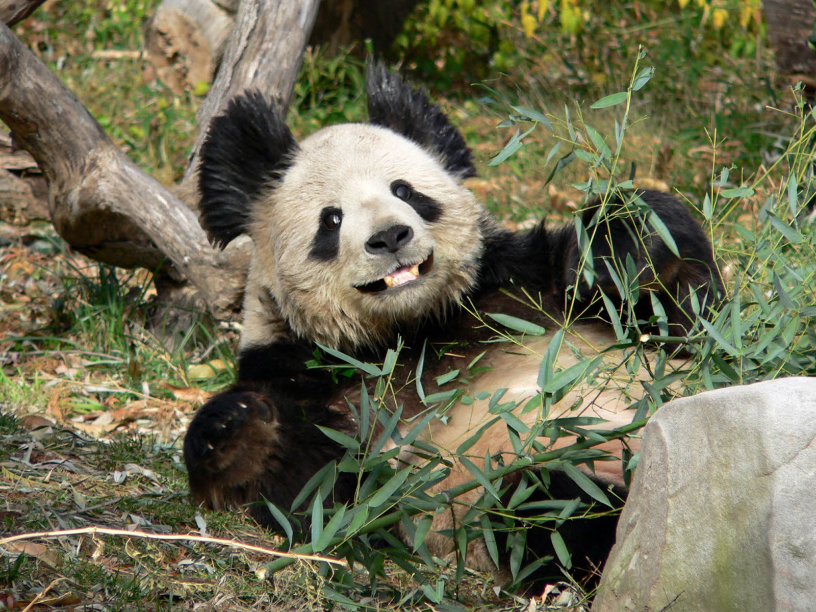 Fotografías de osos divertidos en el bosque