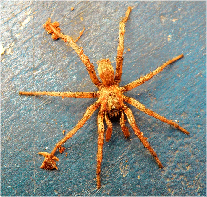 FOTO NATURA HUESCA 2: NEMESIA DUBIA (macho) O.P. Cambridge, 1874 ...