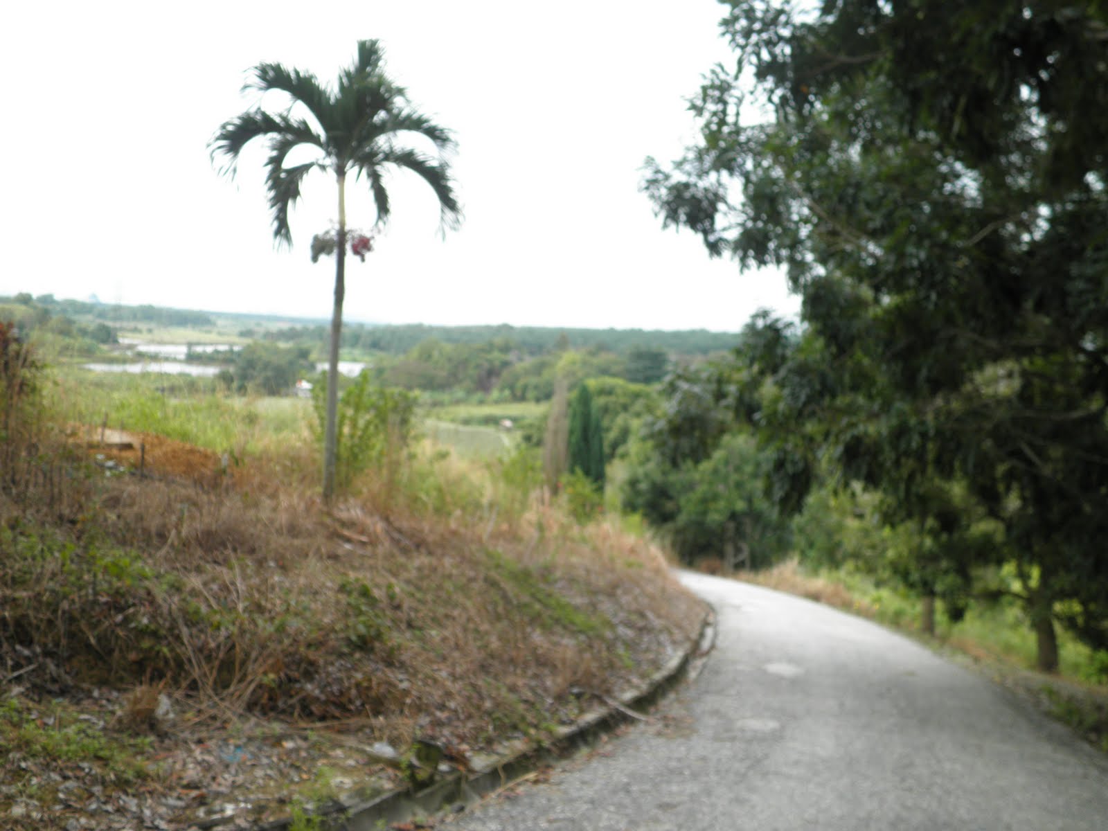 Sungai Siput Boy: Hiking at Bukit Bangkong Tanah Hitam, Chemor, Perak