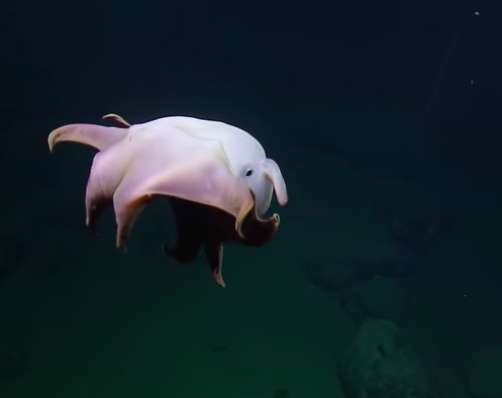 LOOK: Scientists capture photos of deep-sea ‘ghost’