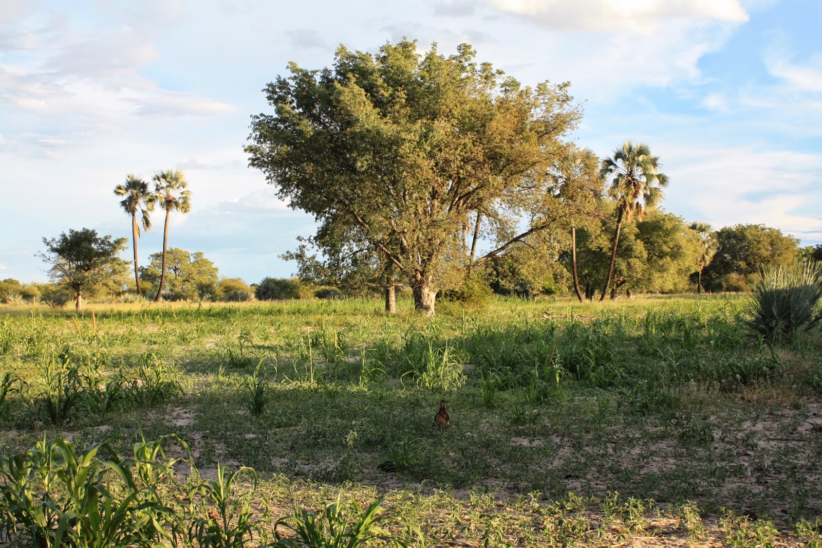 An Appel A Day: Landscapes