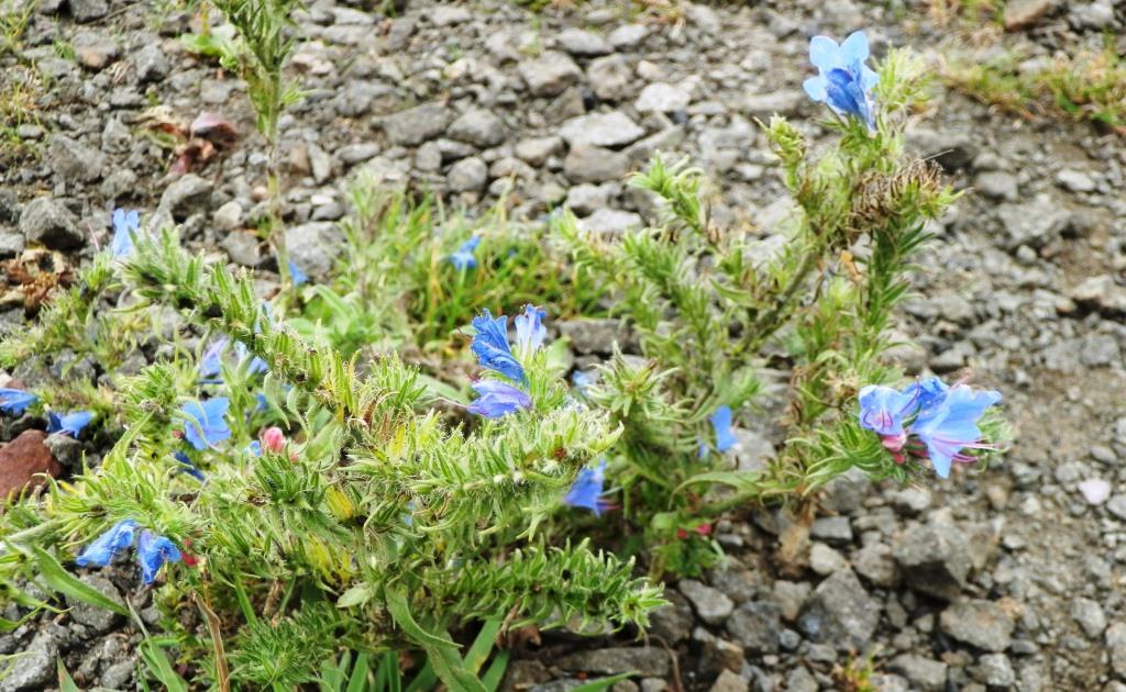 My Daily Walk: Fallin Bing