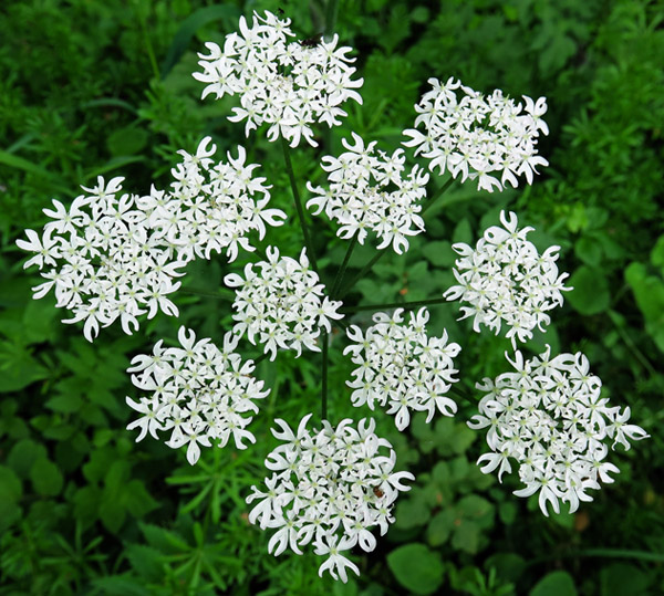 Les actualités du Monde de Lupa: Berce spondyle (Heracleum sphondylium)