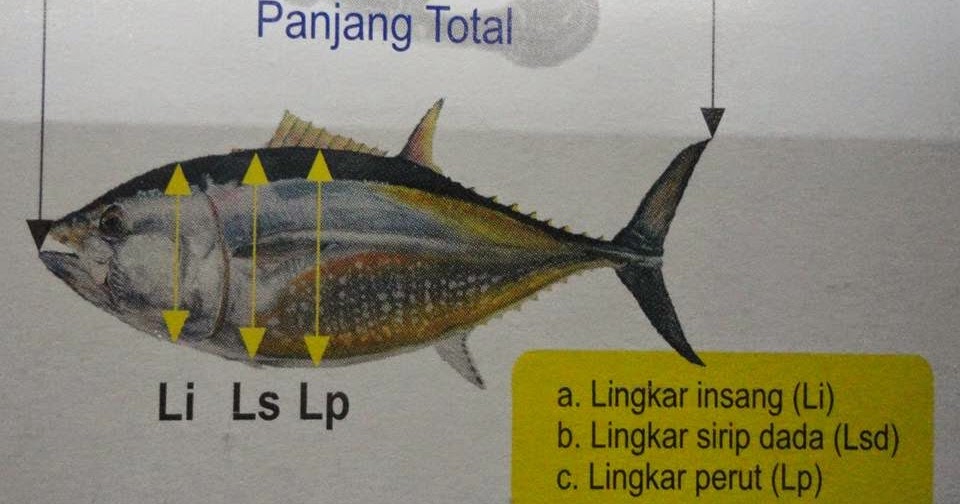 Media Informasi Kelautan dan Perikanan: Mengenal Alat Bantu Penangkapan ...