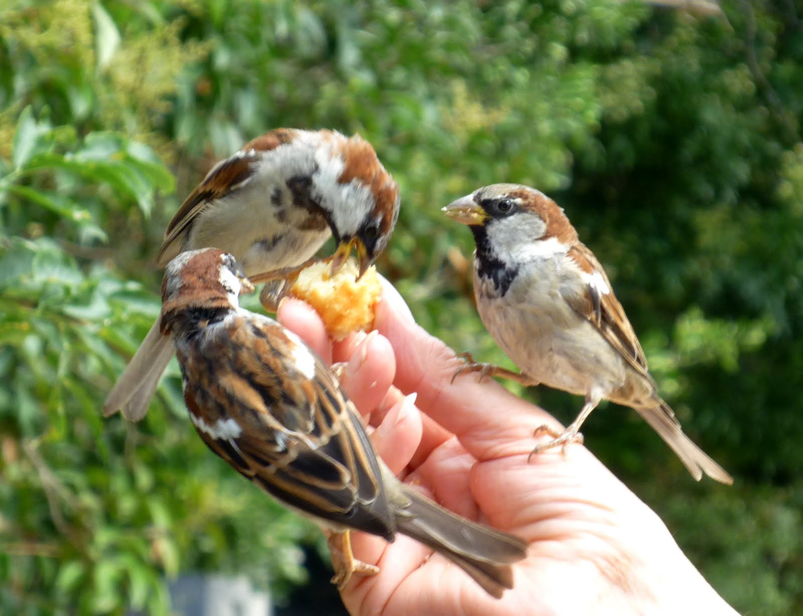 Les oiseaux du 27: Les moineaux domestiques, passer domesticus