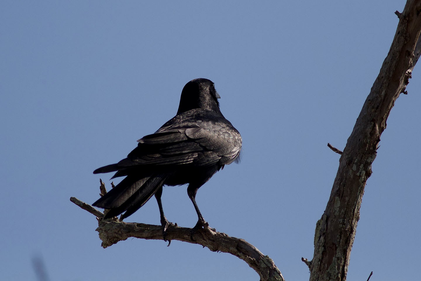 Ann Brokelman Photography: Fish Crow - the sound is really different ...