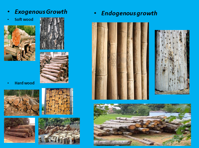 Bansal's Wiki: Growth, Structure & Preservation