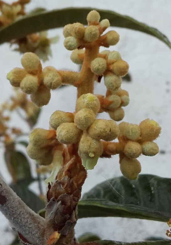 Oleander: Japanische Mispel (Eriobotrya japonica) Knospen und Blüten
