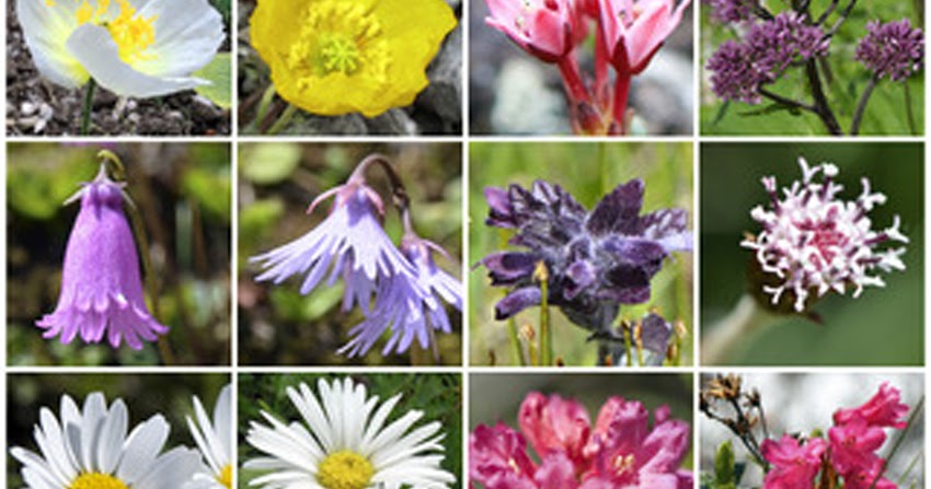 Kulturelles Schweiz: Die bunte Welt der Alpenblumen - Mythos Edelweiss ...