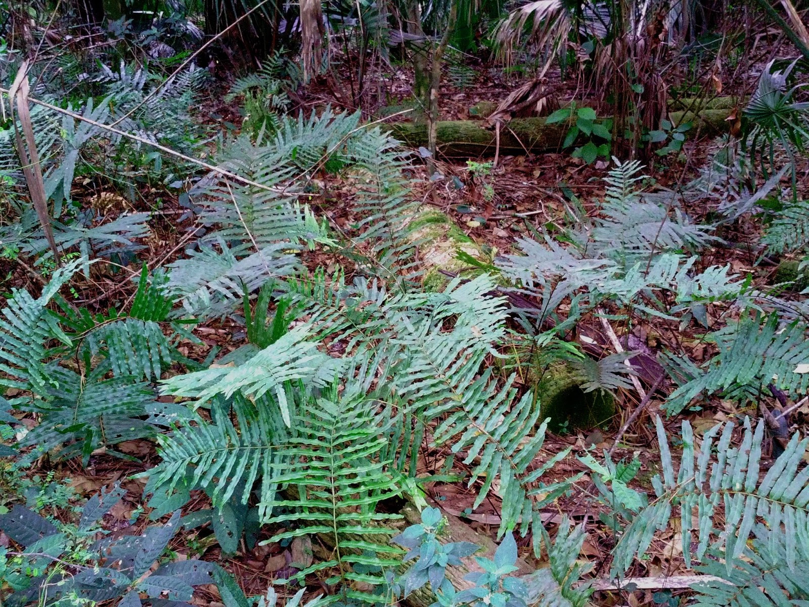 Gardening South Florida Style: Fern Forest Nature Center