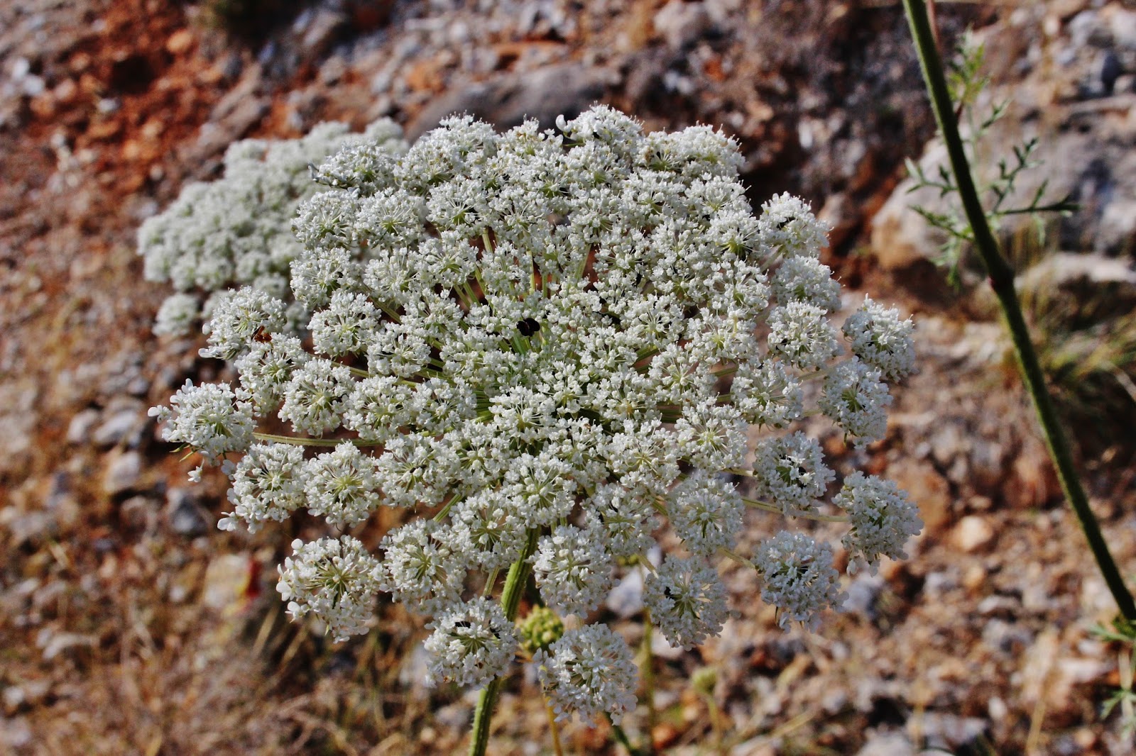 Biodiversity of Cyprus by NGO Protection of the Natural Heritage and ...